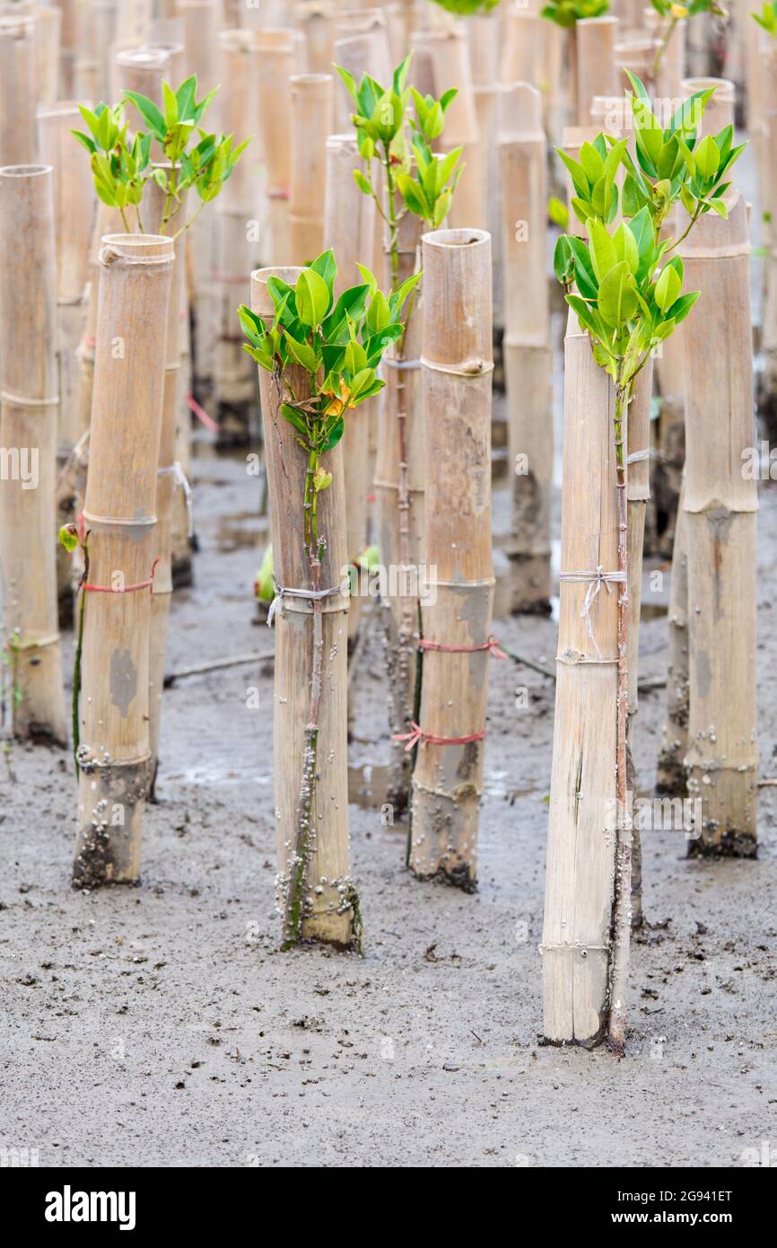 Young mangroves tree in reforestation activity Stock Photo - Alamy