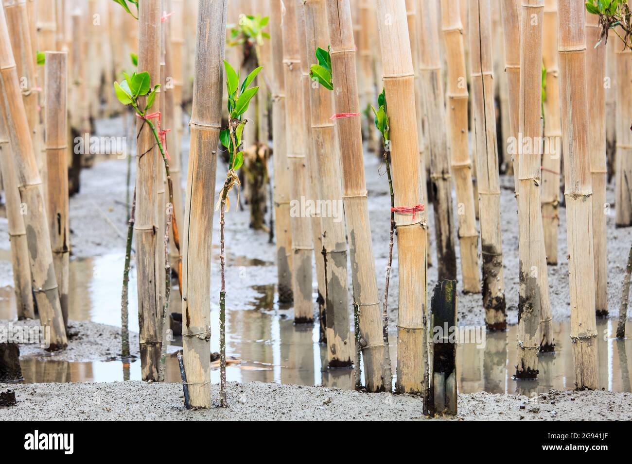 Young mangroves tree in reforestation activity Stock Photo - Alamy