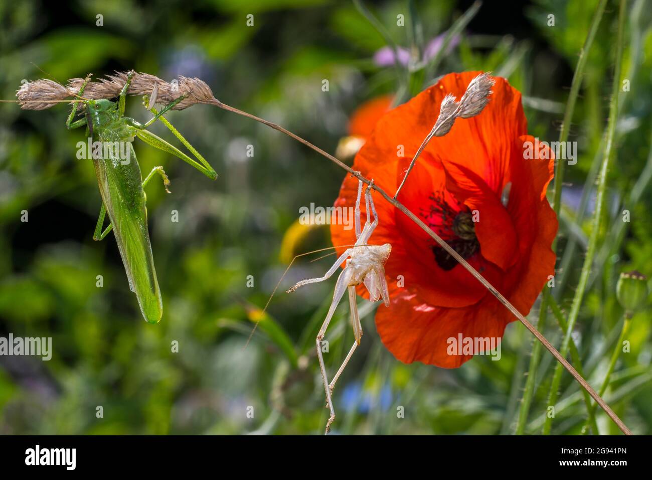 Cricket life cycle hi-res stock photography and images - Alamy