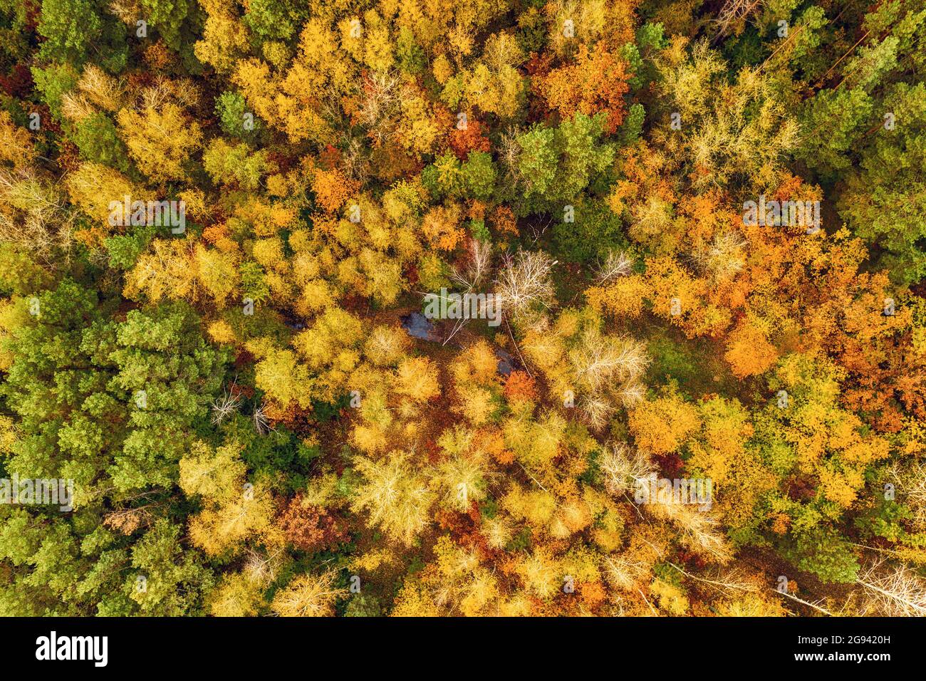 Autumn forest from above Stock Photo - Alamy