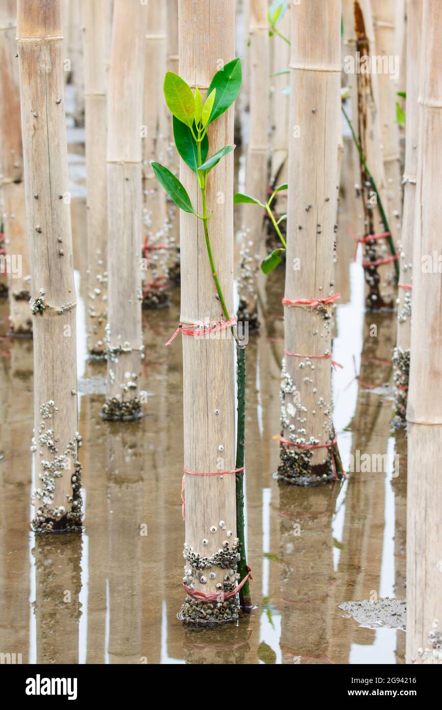 Young mangroves tree in reforestation activity Stock Photo - Alamy