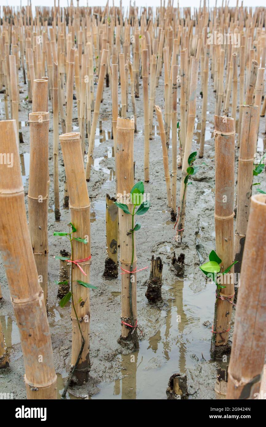 Young mangroves tree in reforestation activity Stock Photo - Alamy