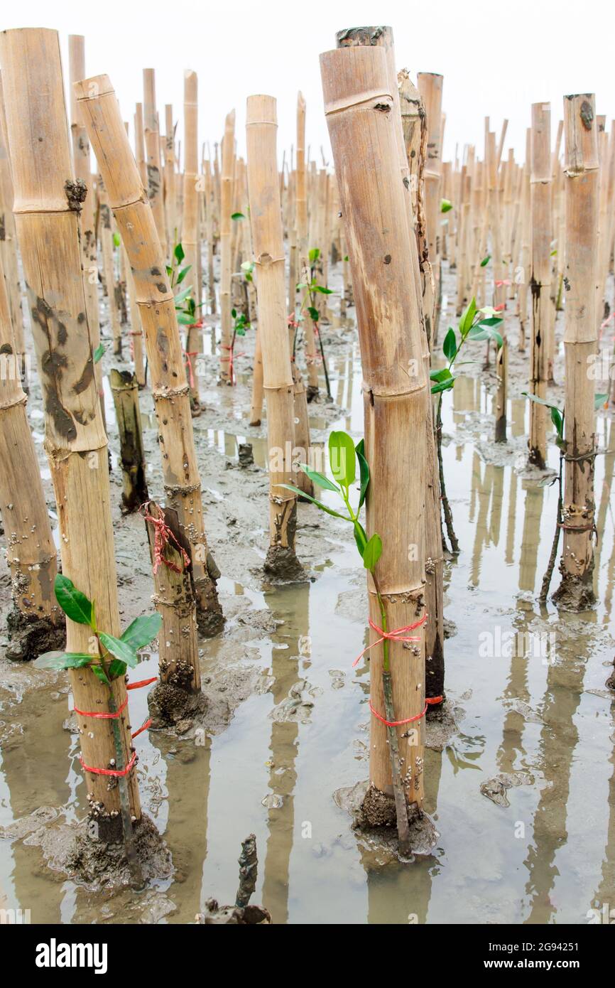 Young mangroves tree in reforestation activity Stock Photo - Alamy