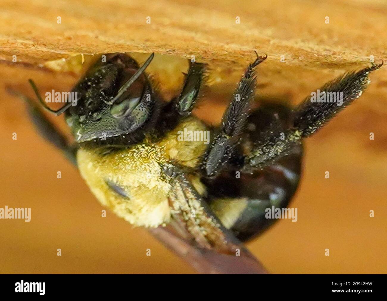 Trypophobia bee hi-res stock photography and images - Alamy