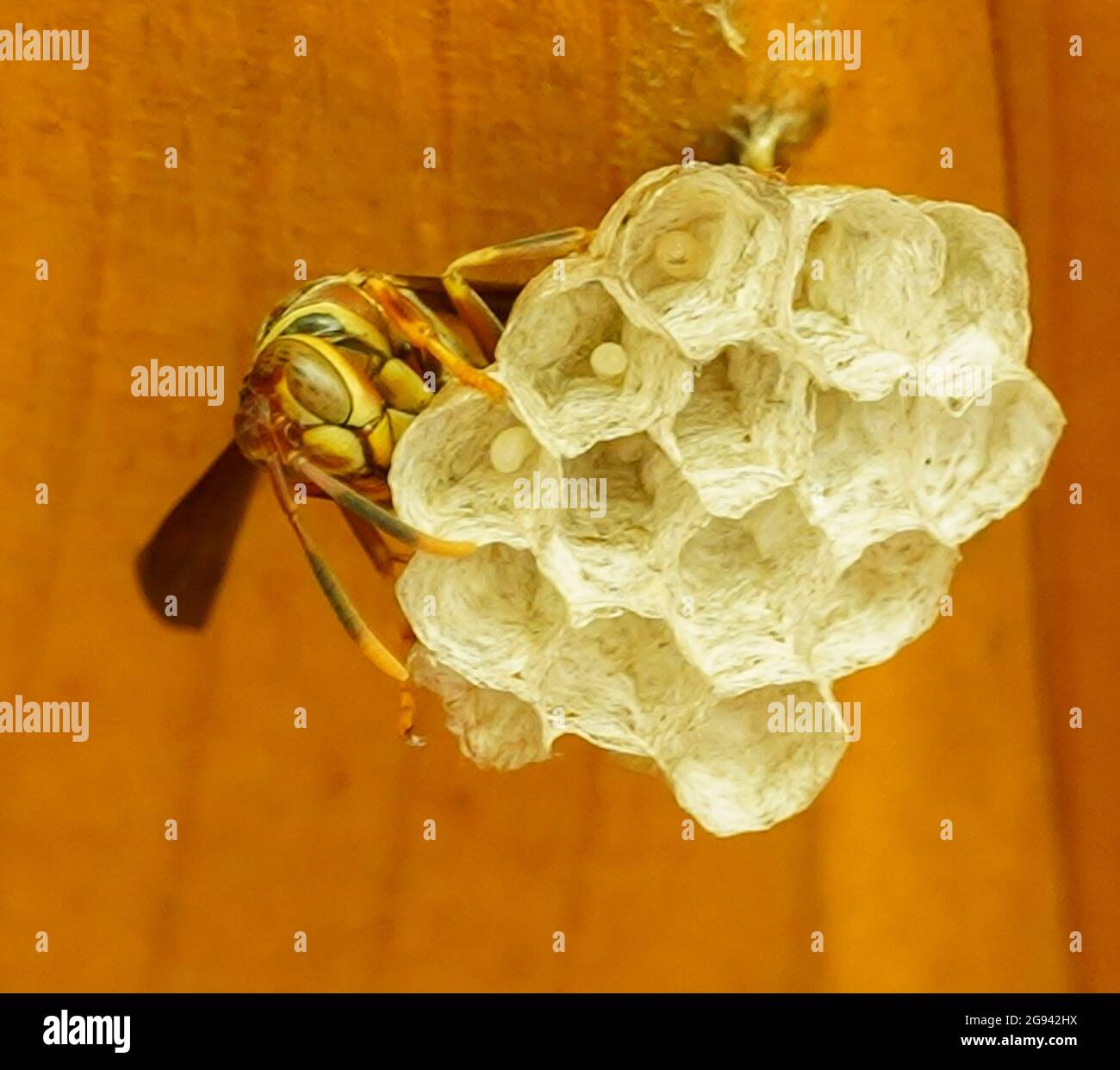 Trypophobia bee hi-res stock photography and images - Alamy