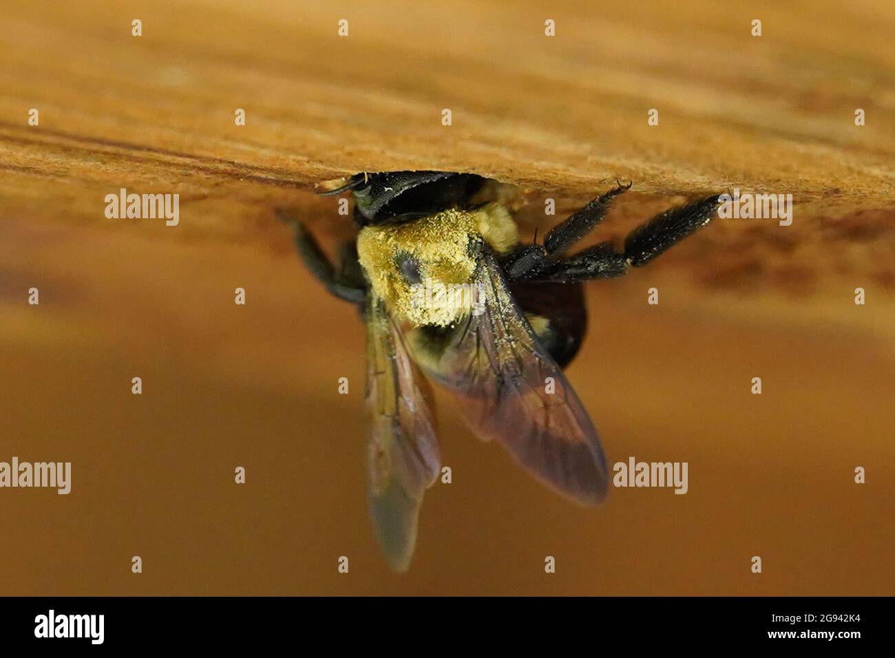 Trypophobia bee hi-res stock photography and images - Alamy