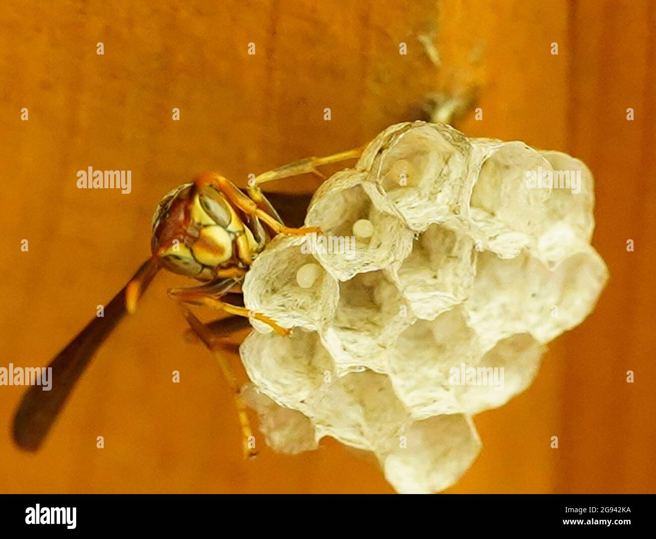 Trypophobia bee hi-res stock photography and images - Alamy