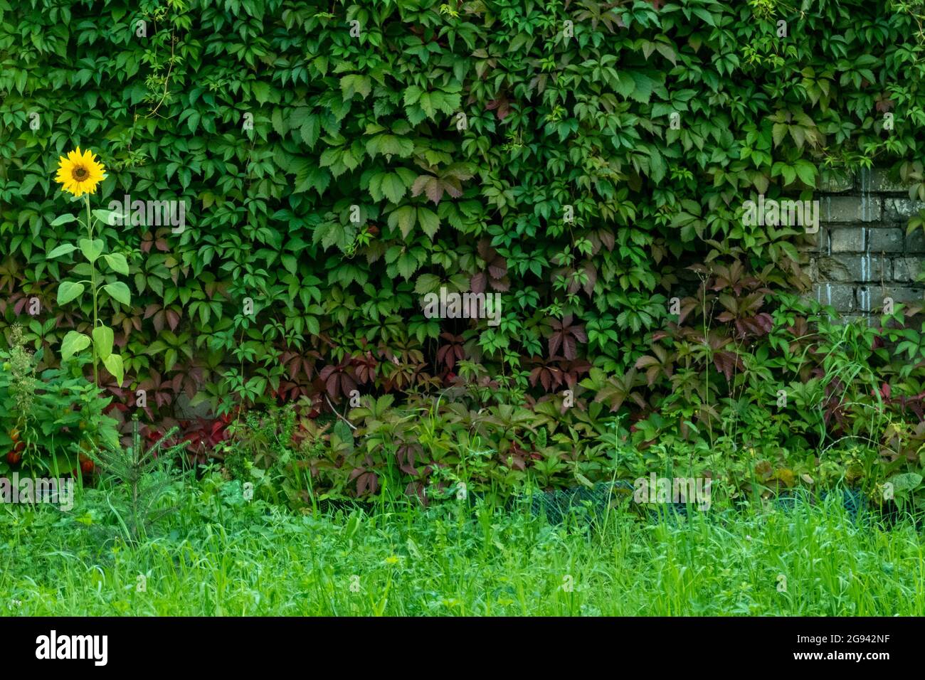 Alone sunflower background Green foliage Parthenocissus quinquefolia ...