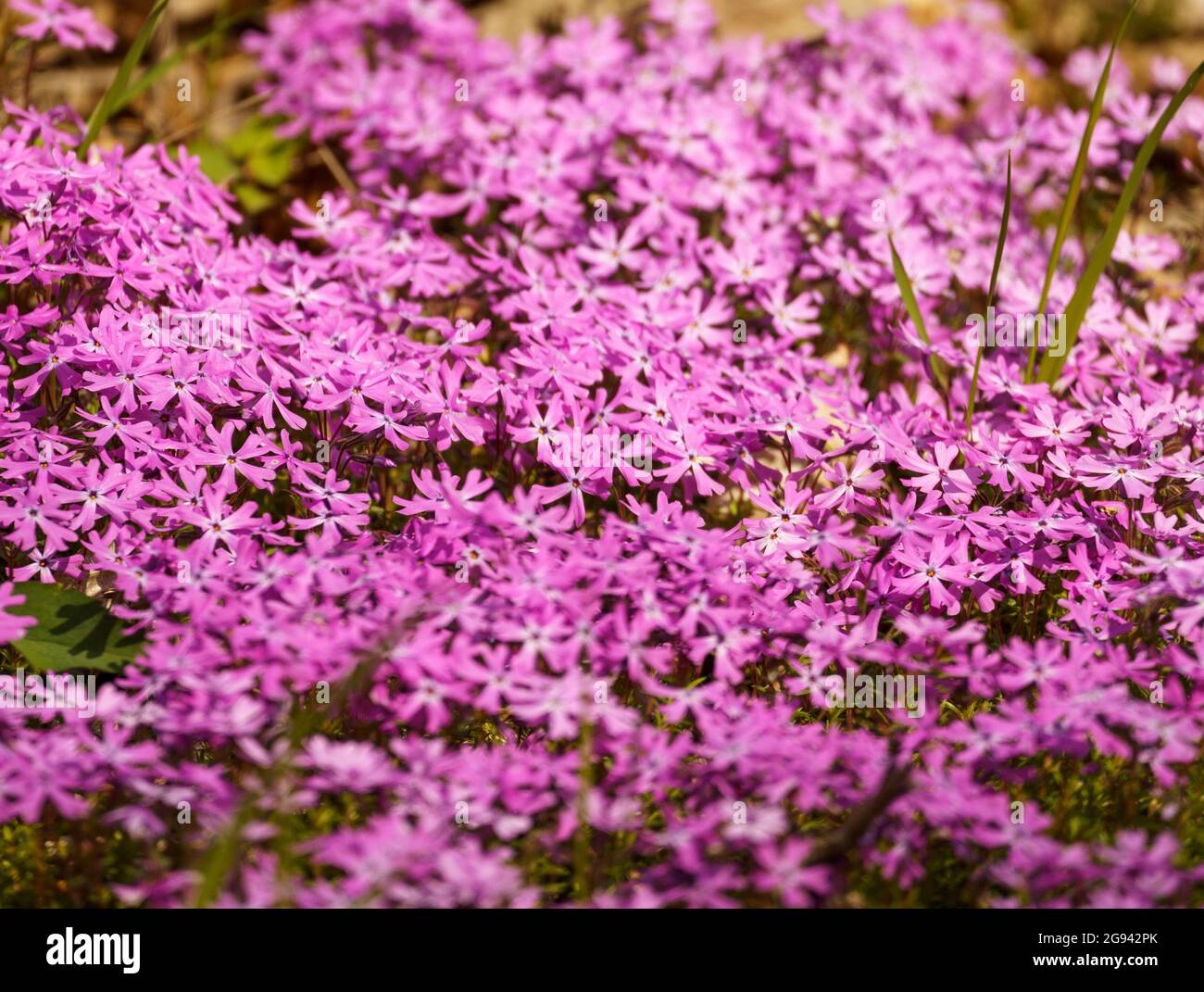 Field of beautiful Wild blue phlox flowers Stock Photo - Alamy