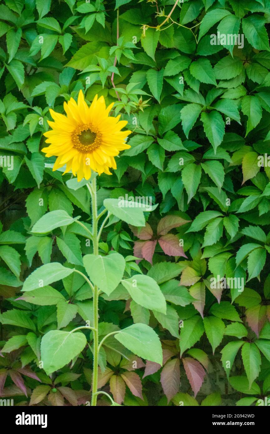 Alone sunflower background Green foliage Parthenocissus quinquefolia ...