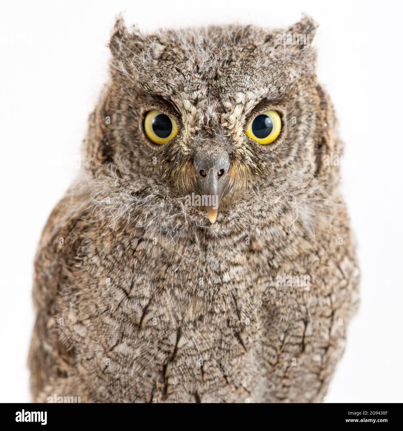European scops owl (Otus scops) isolated on white background. Close Up ...