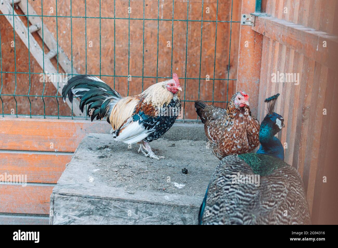 Closeup shot chickens in hi-res stock photography and images - Alamy