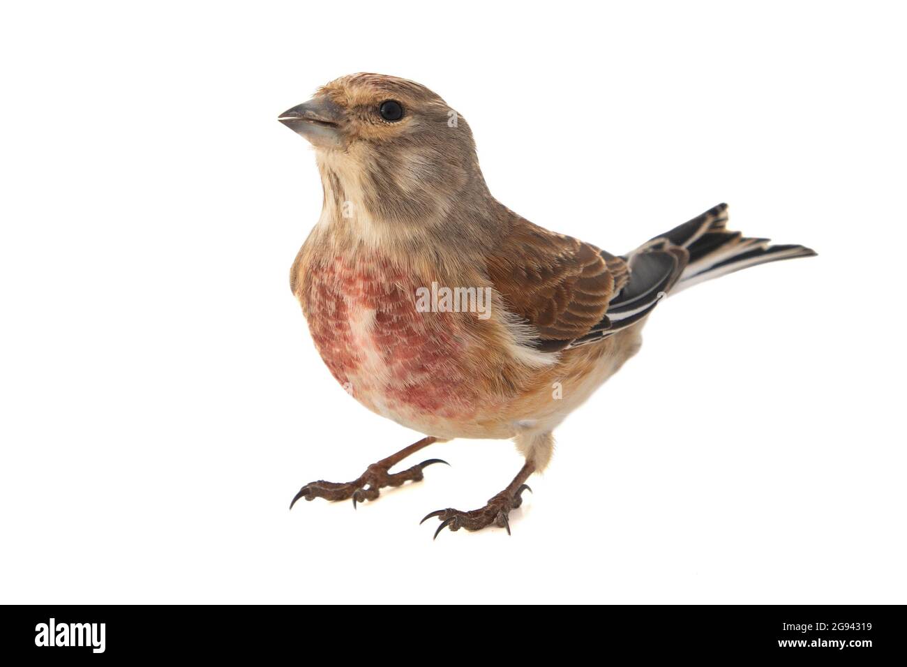 Vertebrae animals hi-res stock photography and images - Alamy