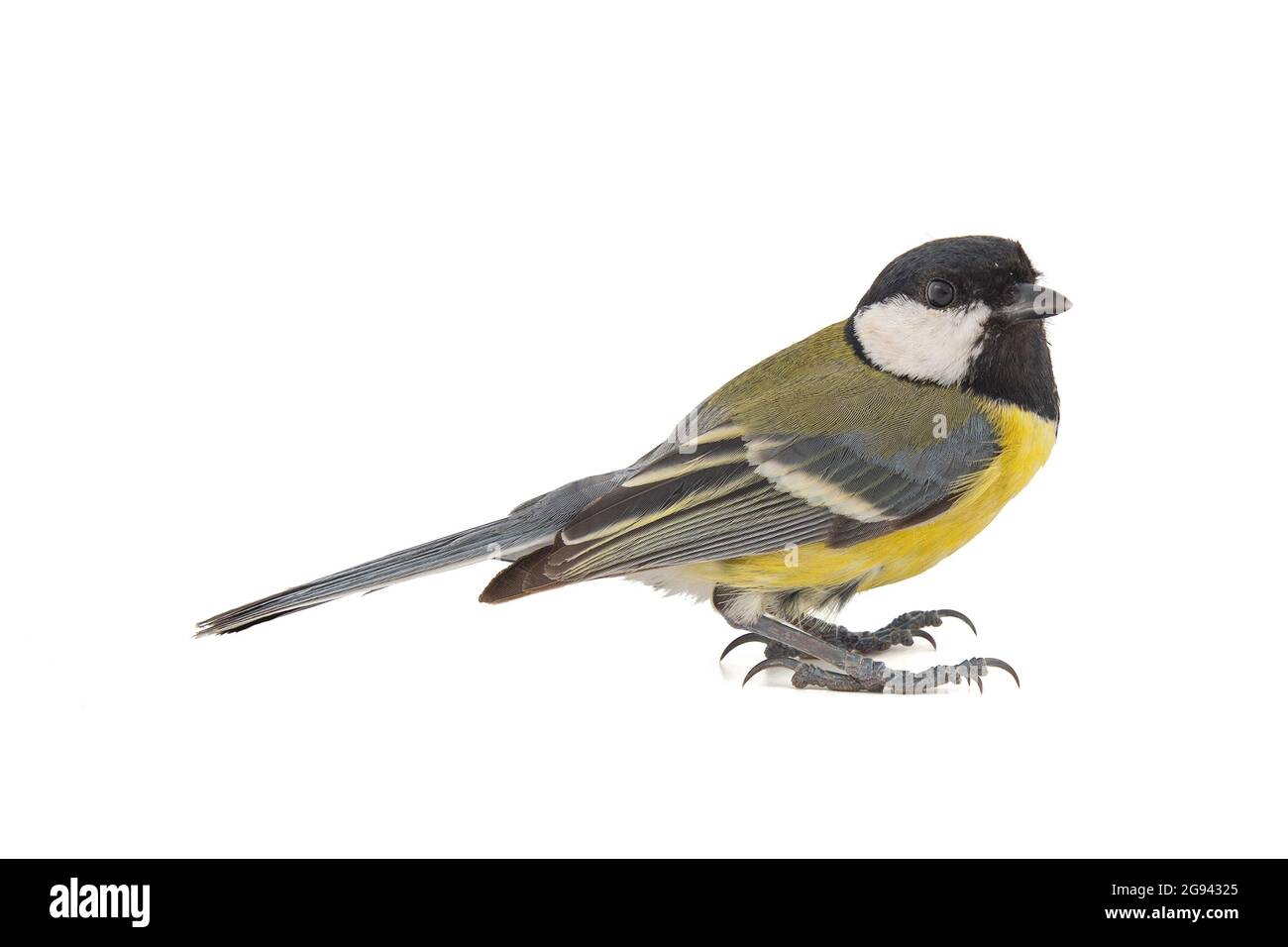 Male great tit, Parus major, isolated on white background. Female Stock ...
