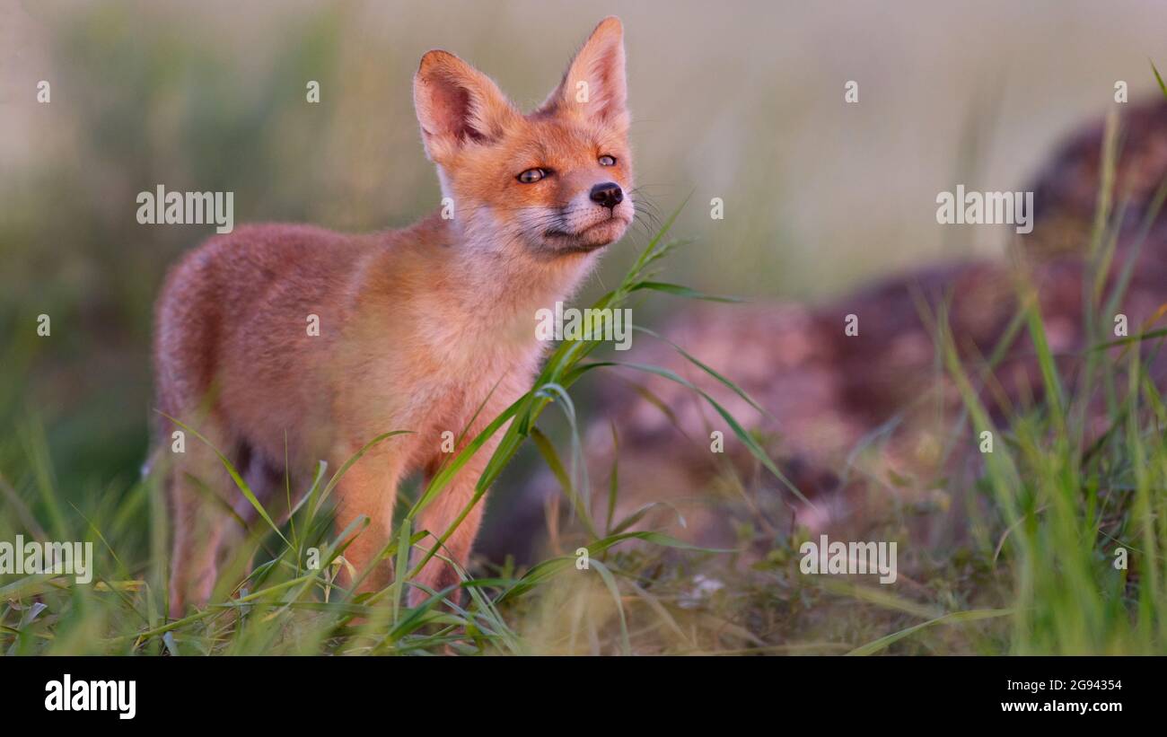Cute young fox cub near the burrow. Vulpes vulpes Stock Photo - Alamy