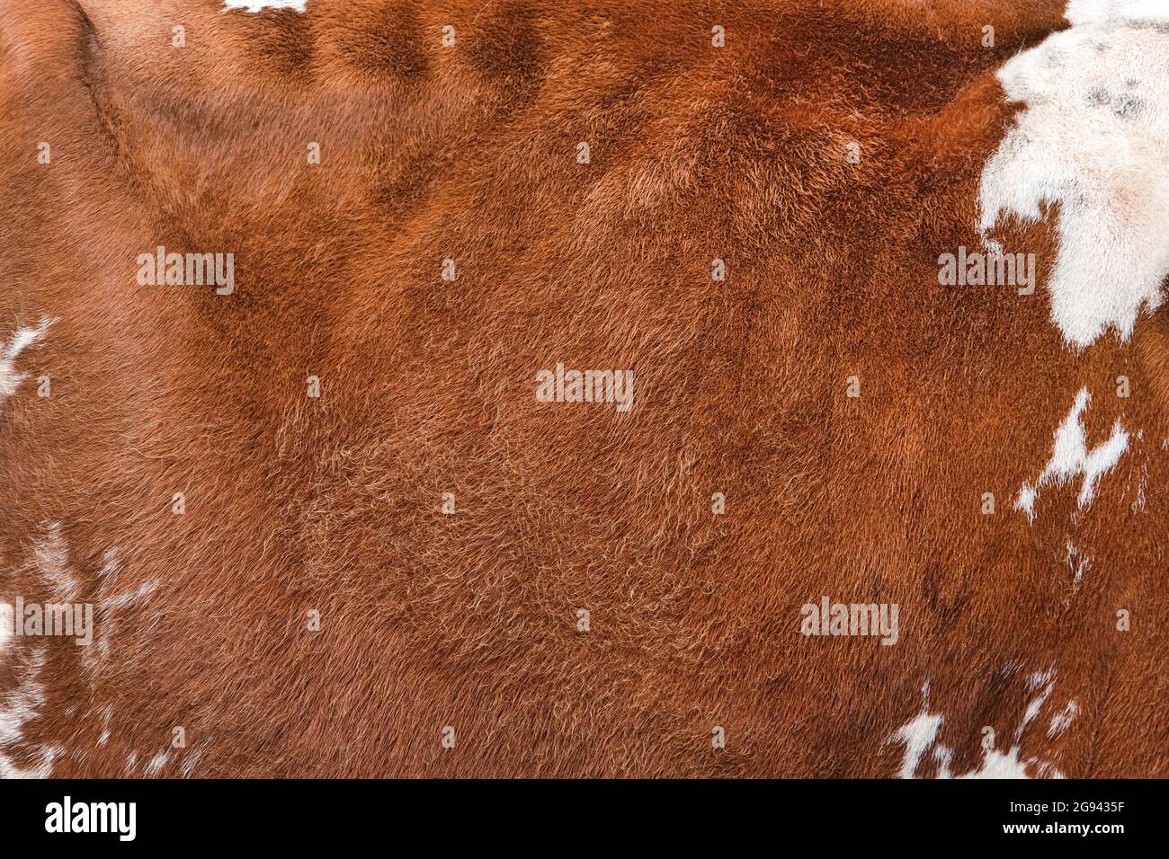 Texture of a brown spotted cow coat. Red and white cow hair Close up ...
