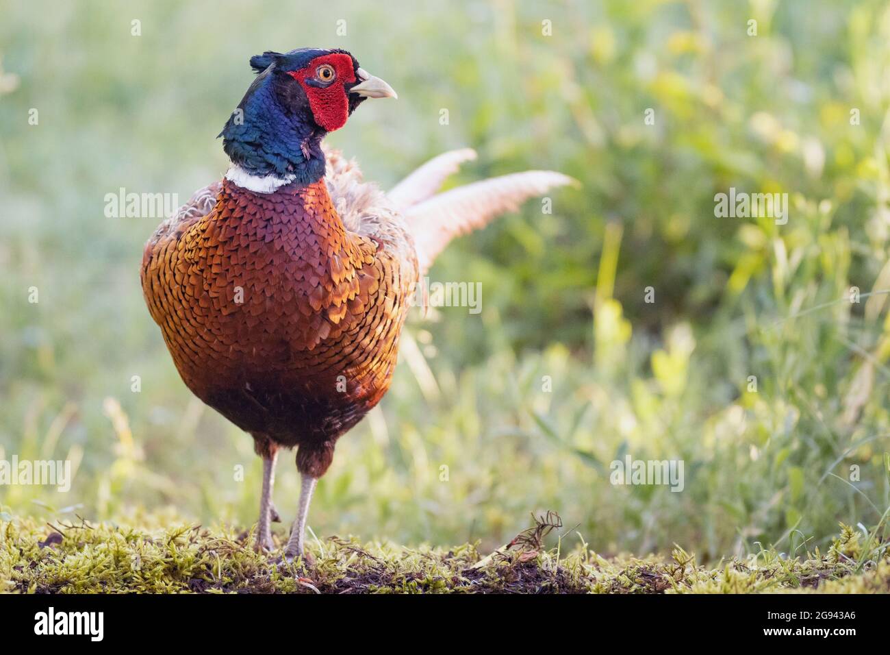Birds Common pheasant Phasianus colchicus. In the habitat Stock Photo ...