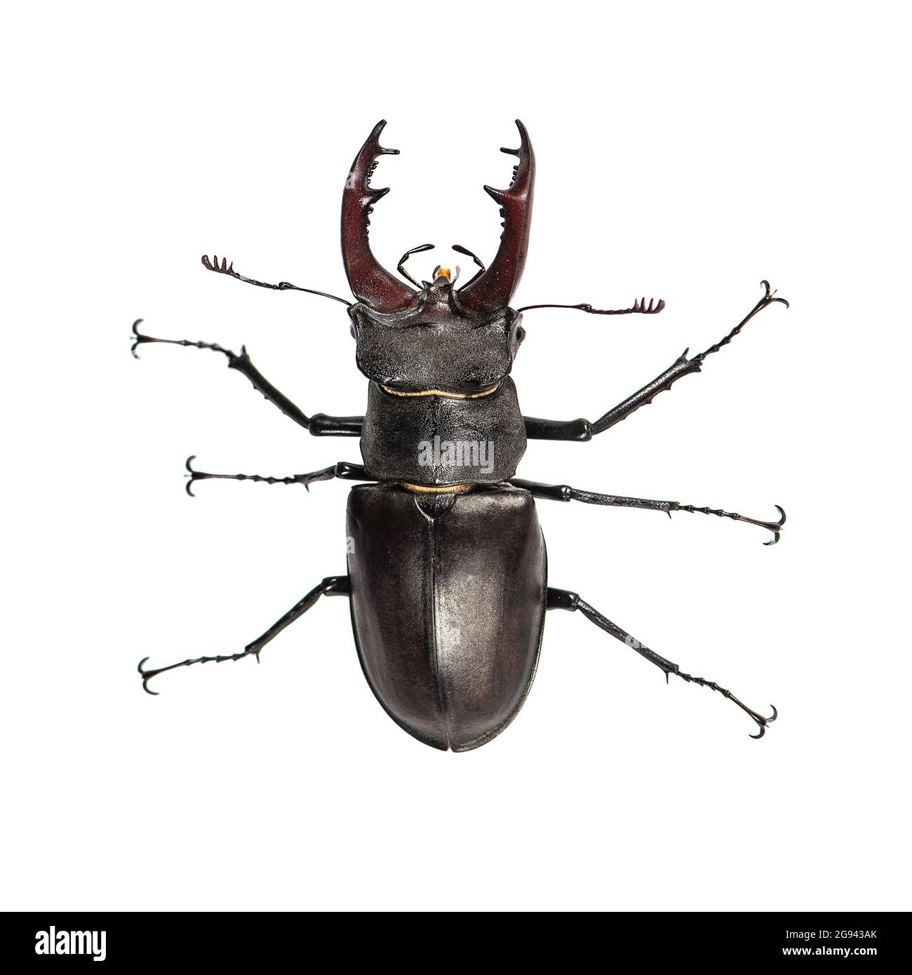 Stag beetle, Lucanus cervus, isolated on white Closeup Top view Stock ...