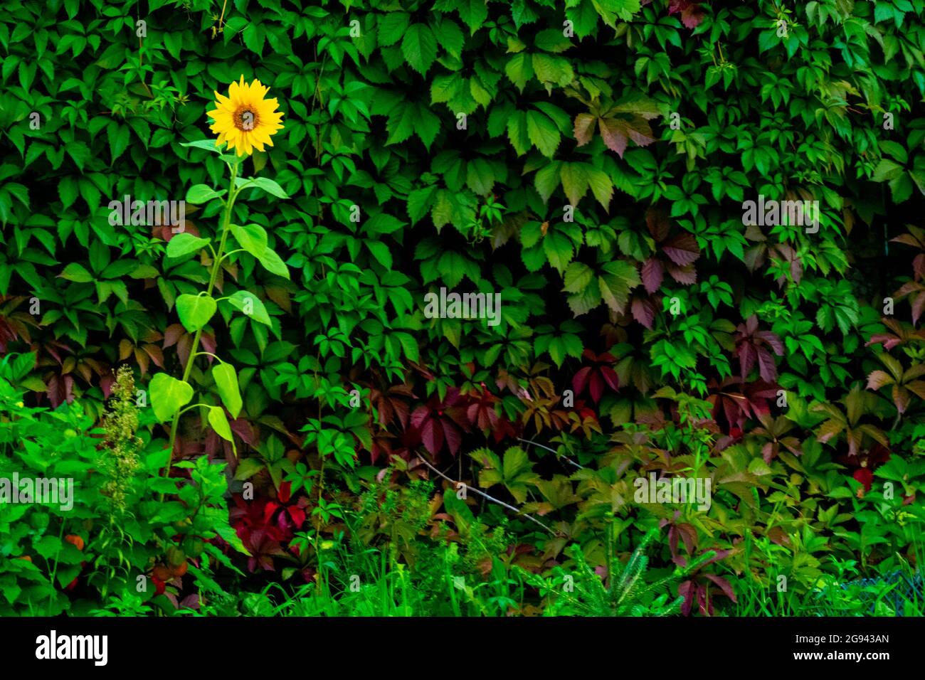 Alone sunflower background Green foliage Parthenocissus quinquefolia ...