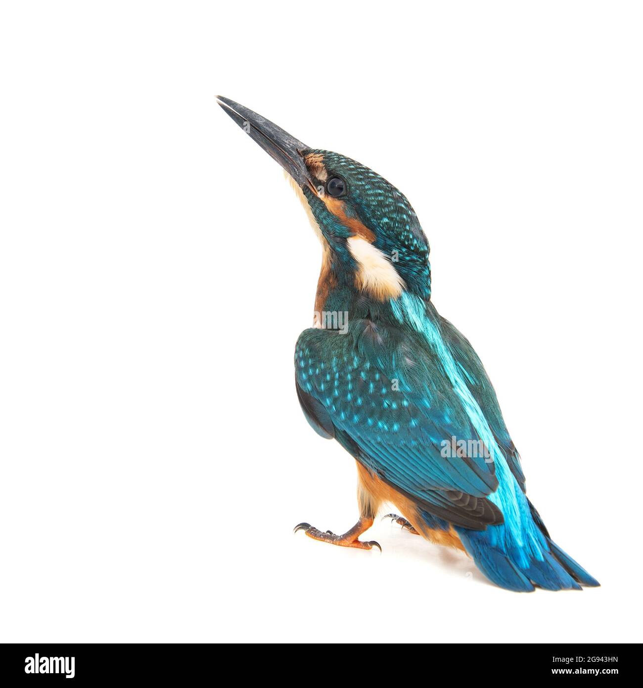 Male female common blue Cut Out Stock Images & Pictures - Alamy