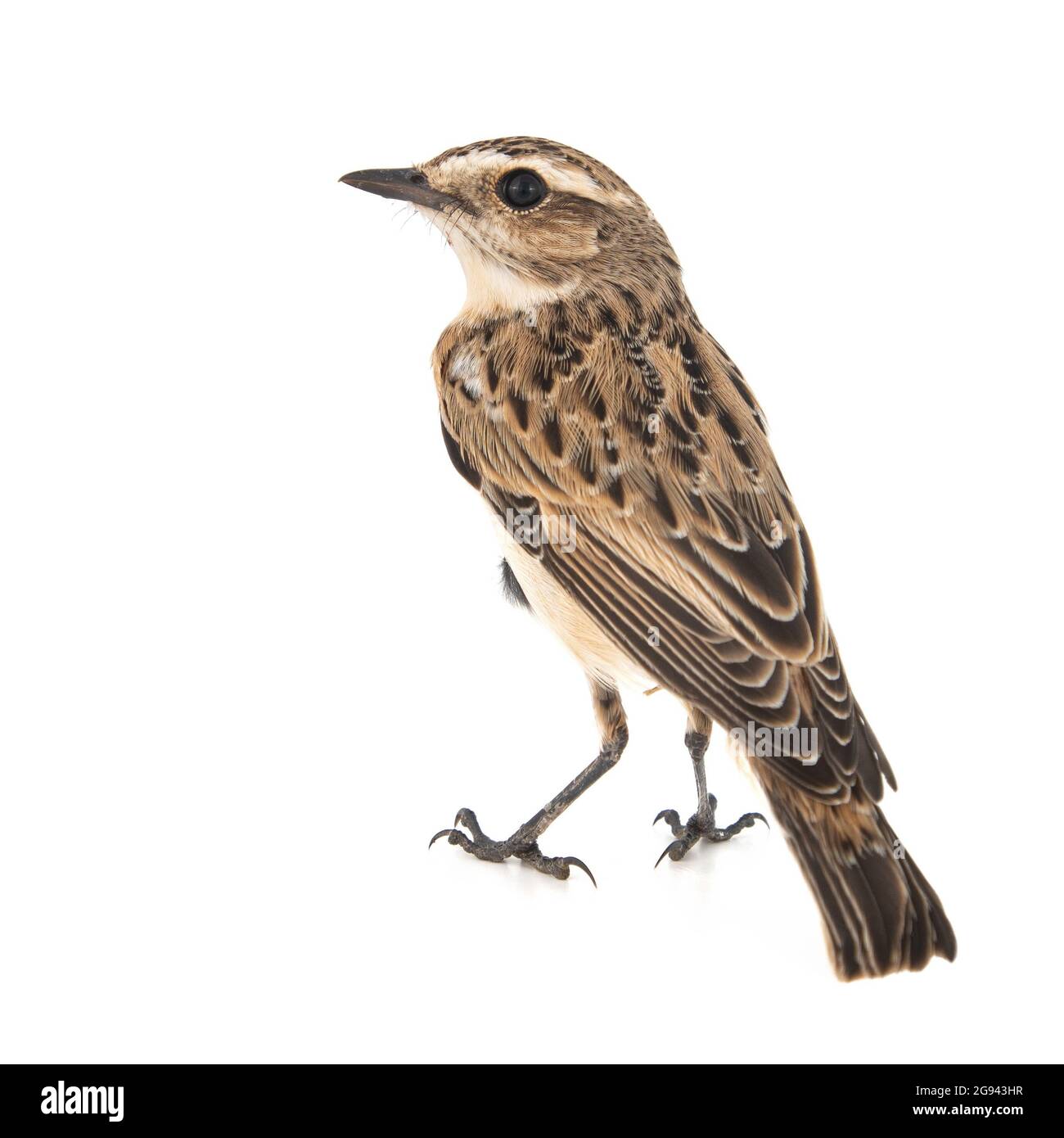 Adult whinchat Cut Out Stock Images & Pictures - Alamy