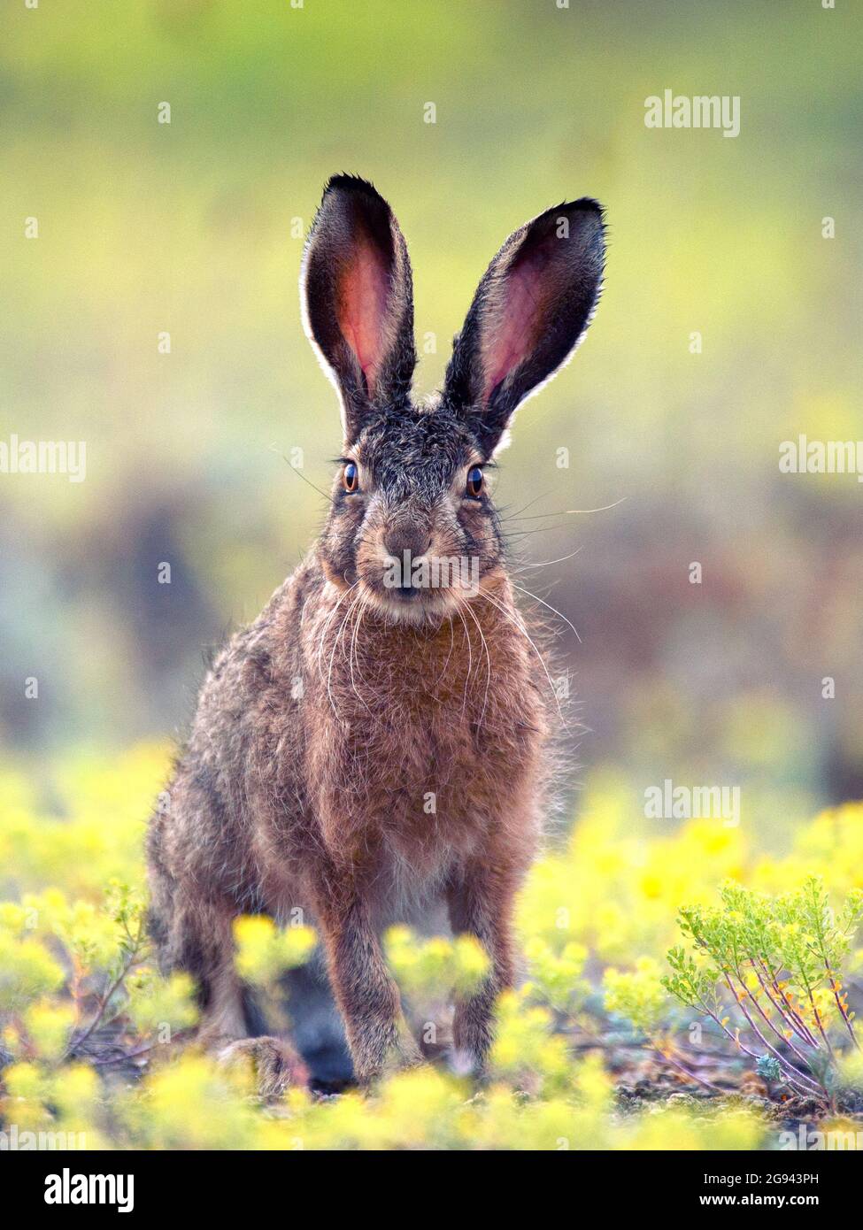 European hare stands in the grass and looking at the camera (Lepus ...