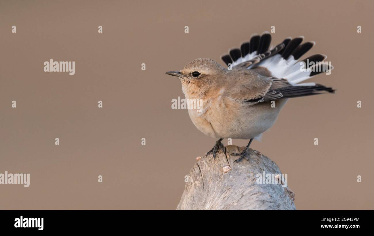 Common Wheatear High Resolution Stock Photography and Images - Alamy
