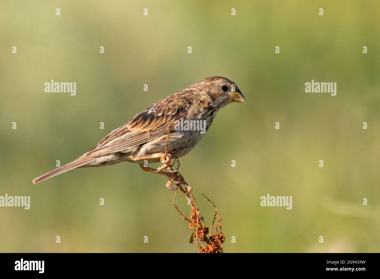 Corn bunting Emberiza calandra, sits on a plant on a beautiful green ...