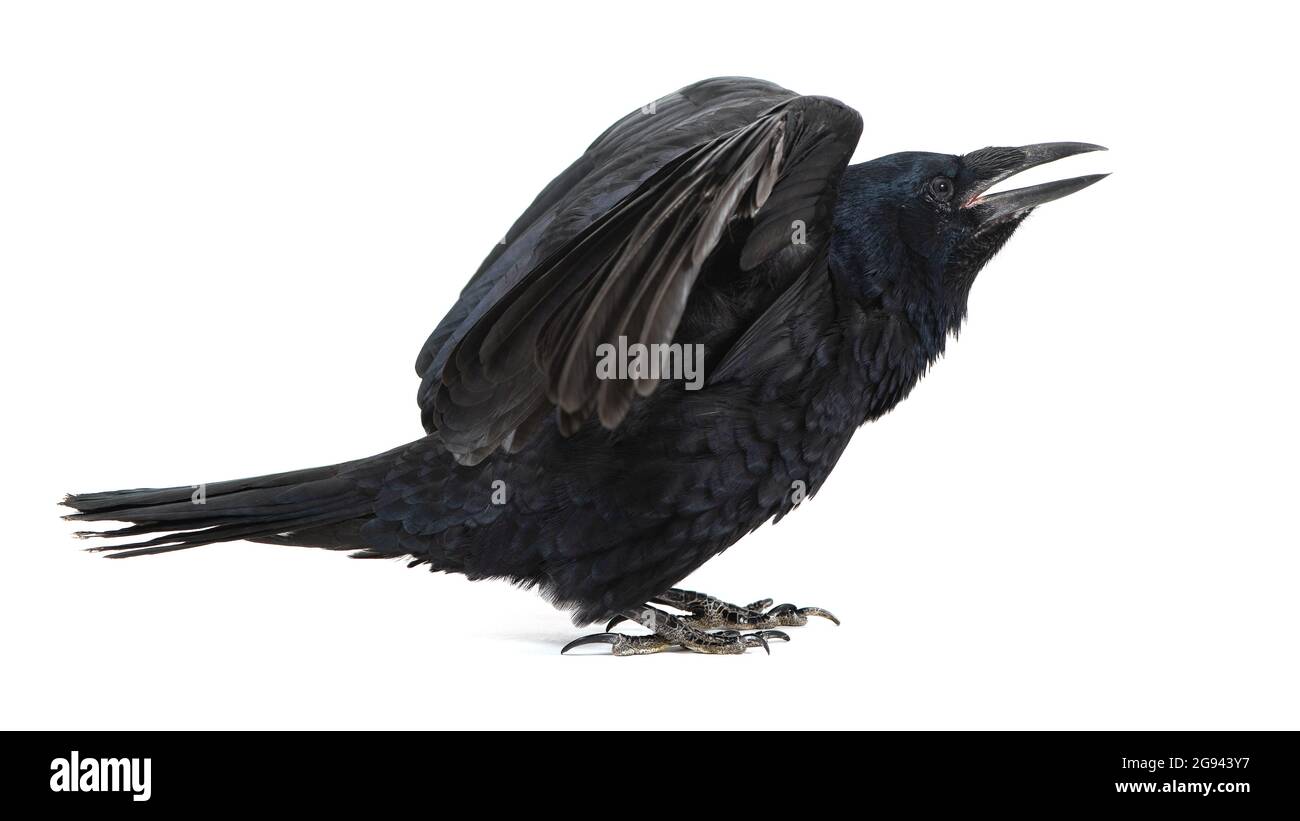 Common Raven Corvus corax, isolated on white background with open wings ...