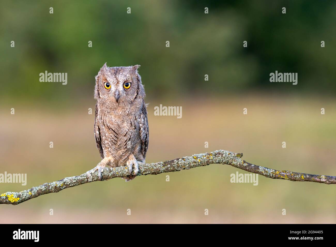 European Scops Owl, Otus scops. In the wild Stock Photo - Alamy
