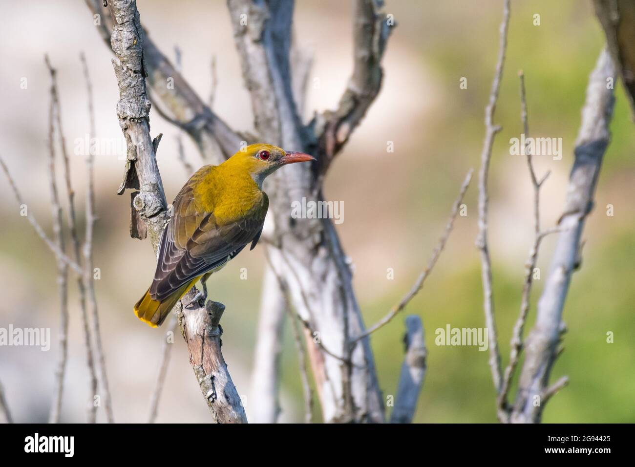 Eurasian Golden Oriole Oriolus oriolus. In the wild Stock Photo - Alamy