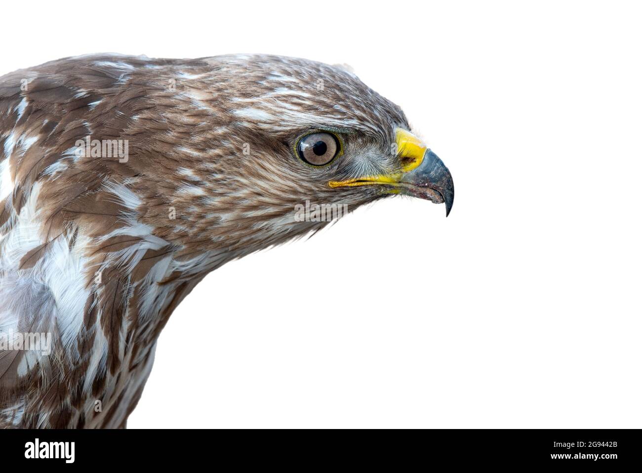 Close up of male common buzzard hi-res stock photography and images - Alamy