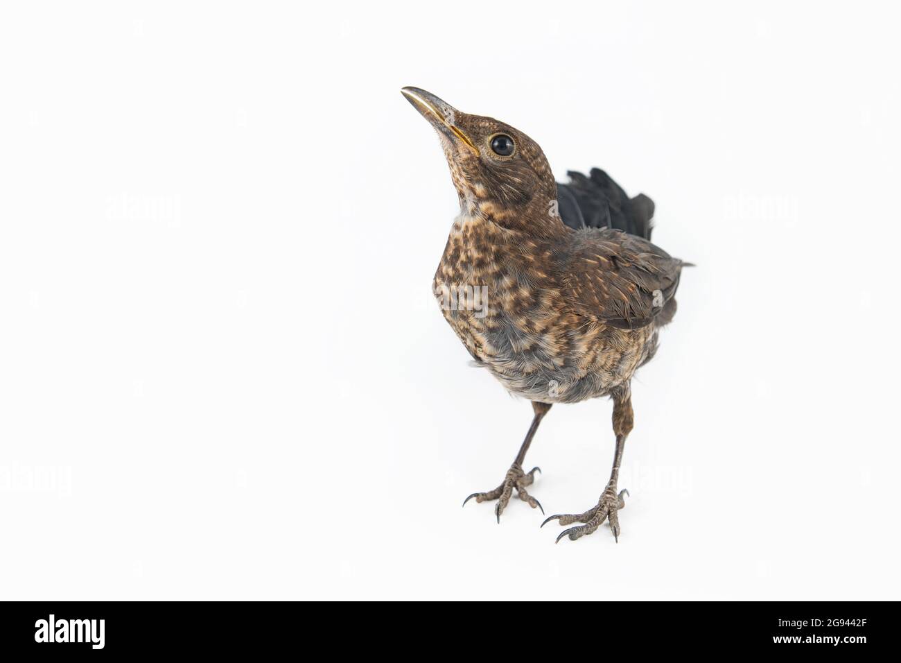 Female Eurasian Blackbird (Turdus merula) isolated on white background ...
