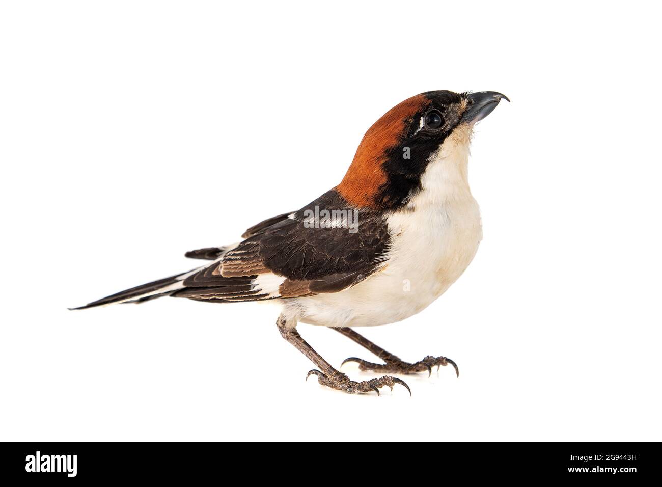 Woodchat Shrike, Lanius senator, isolated on white background Stock ...