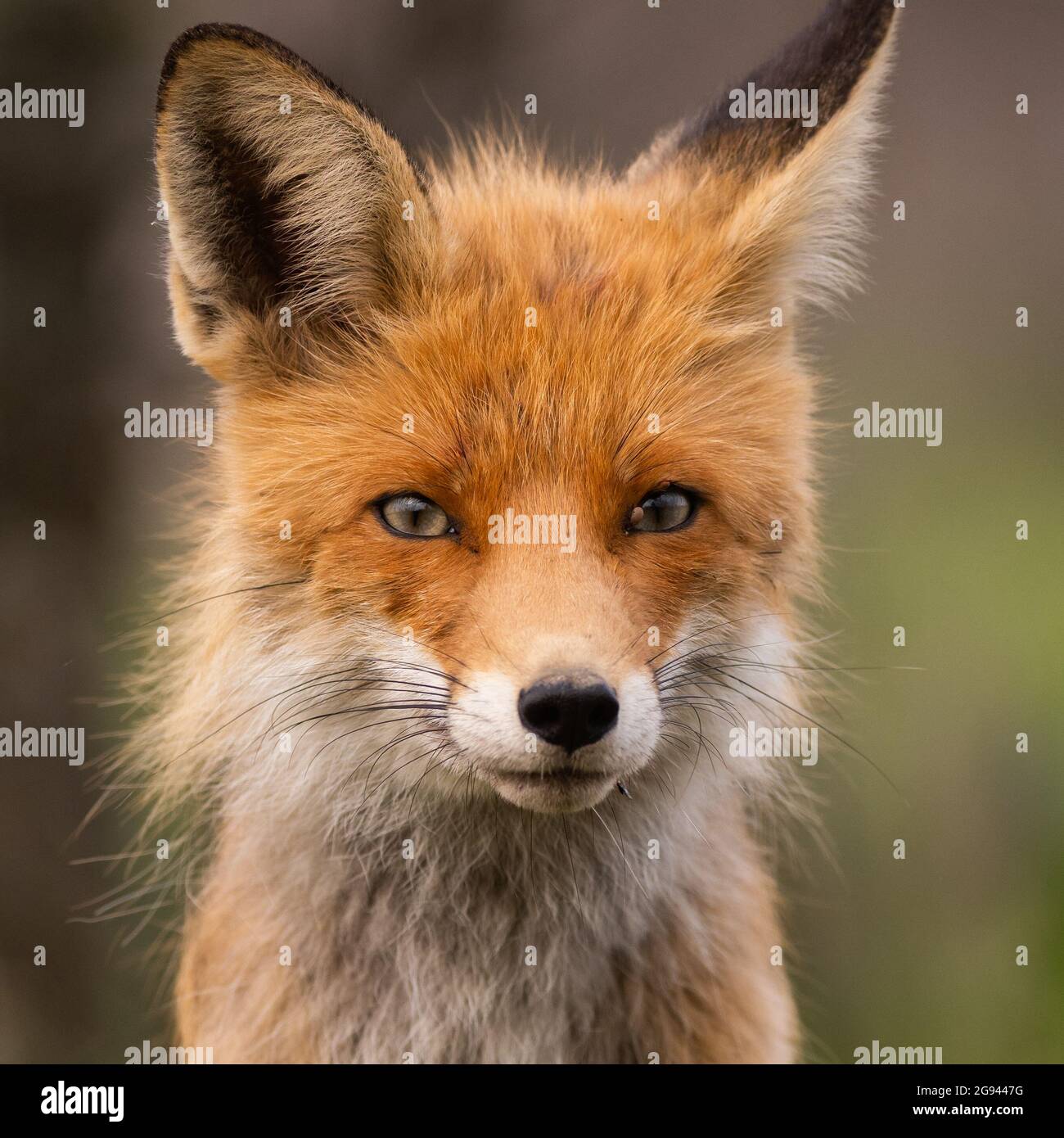 Portrait of a red fox Vulpes vulpes in the wild, with mite parasite ...
