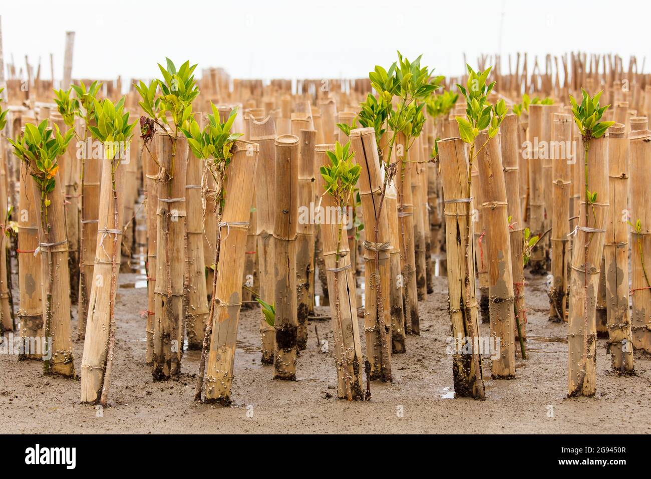 Young mangroves tree in reforestation activity Stock Photo - Alamy