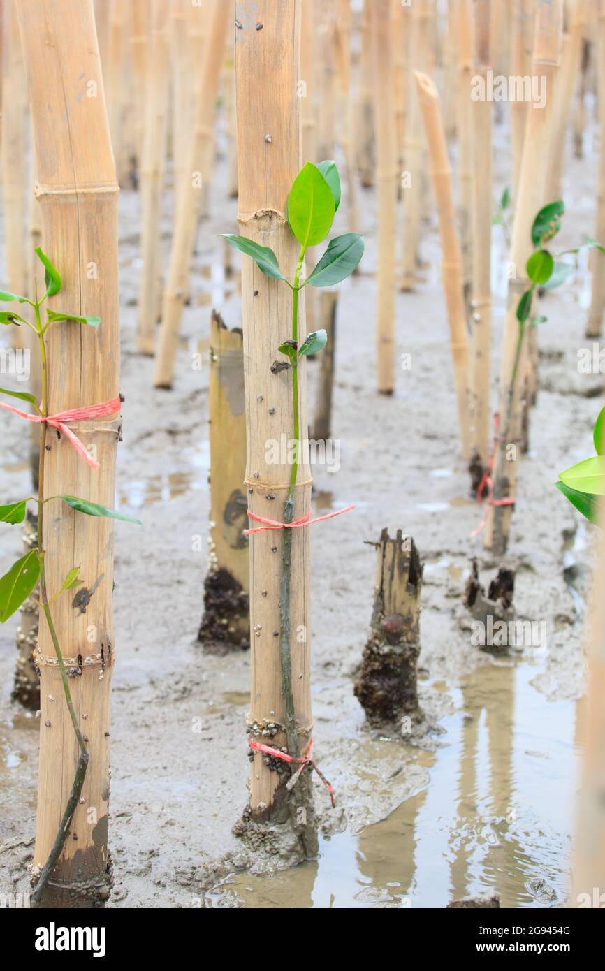 Young mangroves tree in reforestation activity Stock Photo - Alamy