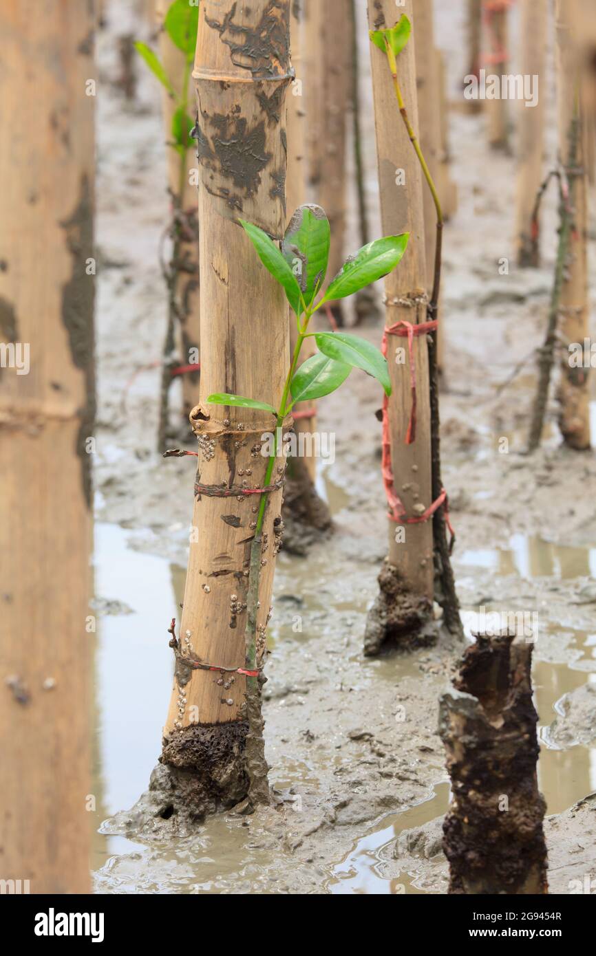 Young mangroves tree in reforestation activity Stock Photo - Alamy
