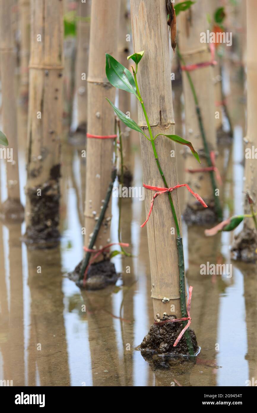 Young mangroves tree in reforestation activity Stock Photo - Alamy