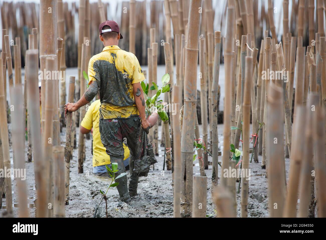 Young volunteer planting mangroves tree in reforestation activity Stock ...