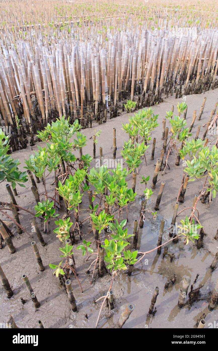 Young mangroves tree in reforestation activity Stock Photo - Alamy