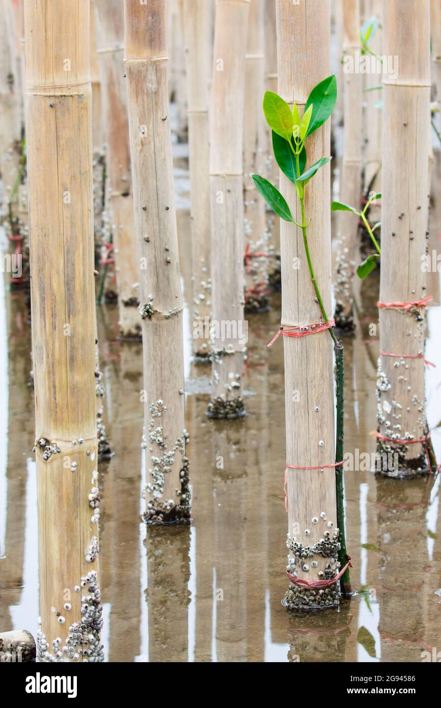 Young mangroves tree in reforestation activity Stock Photo - Alamy
