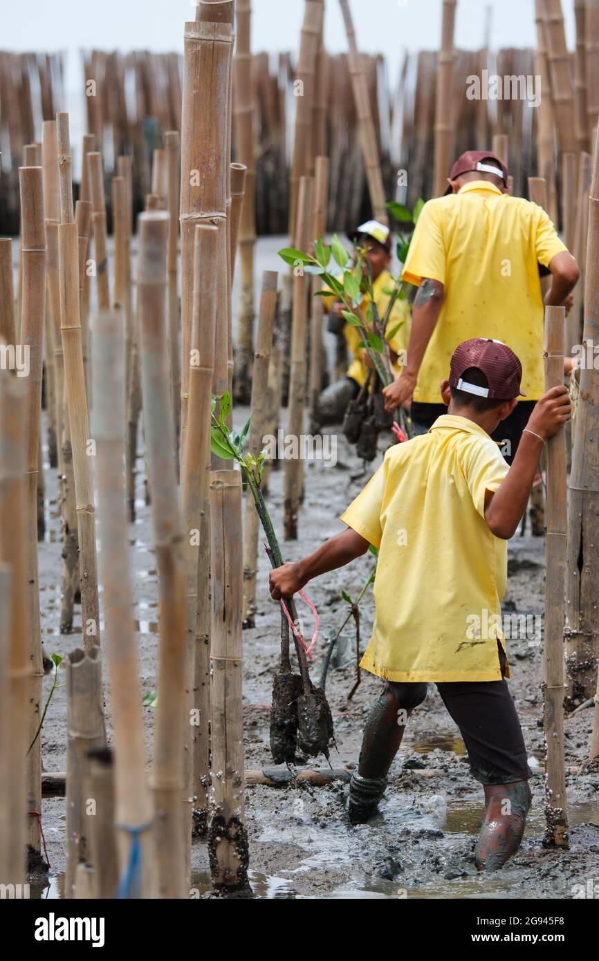 Young volunteer planting mangroves tree in reforestation activity Stock ...