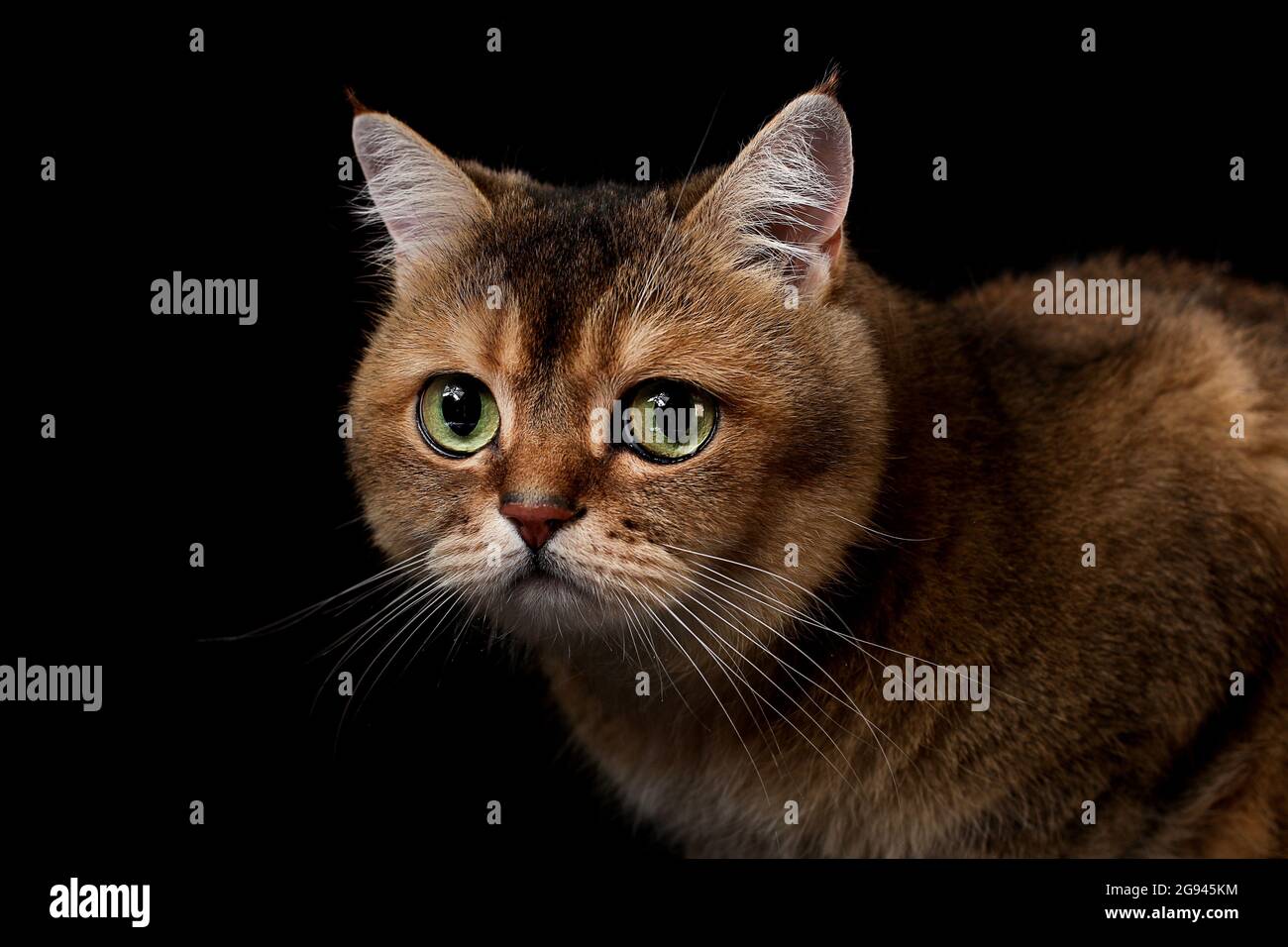 Sad british cat at black Stock Photo - Alamy