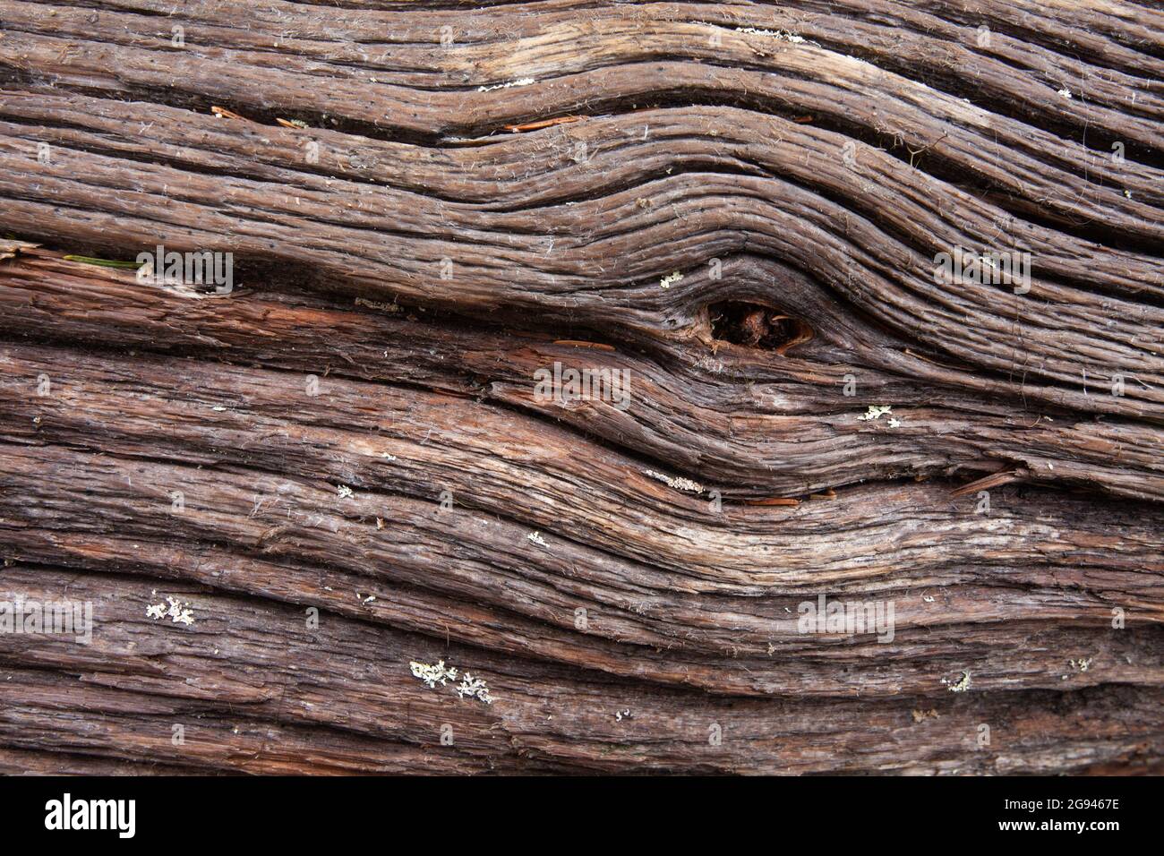 Pattern of an old conifer log in Northern Finland Stock Photo - Alamy