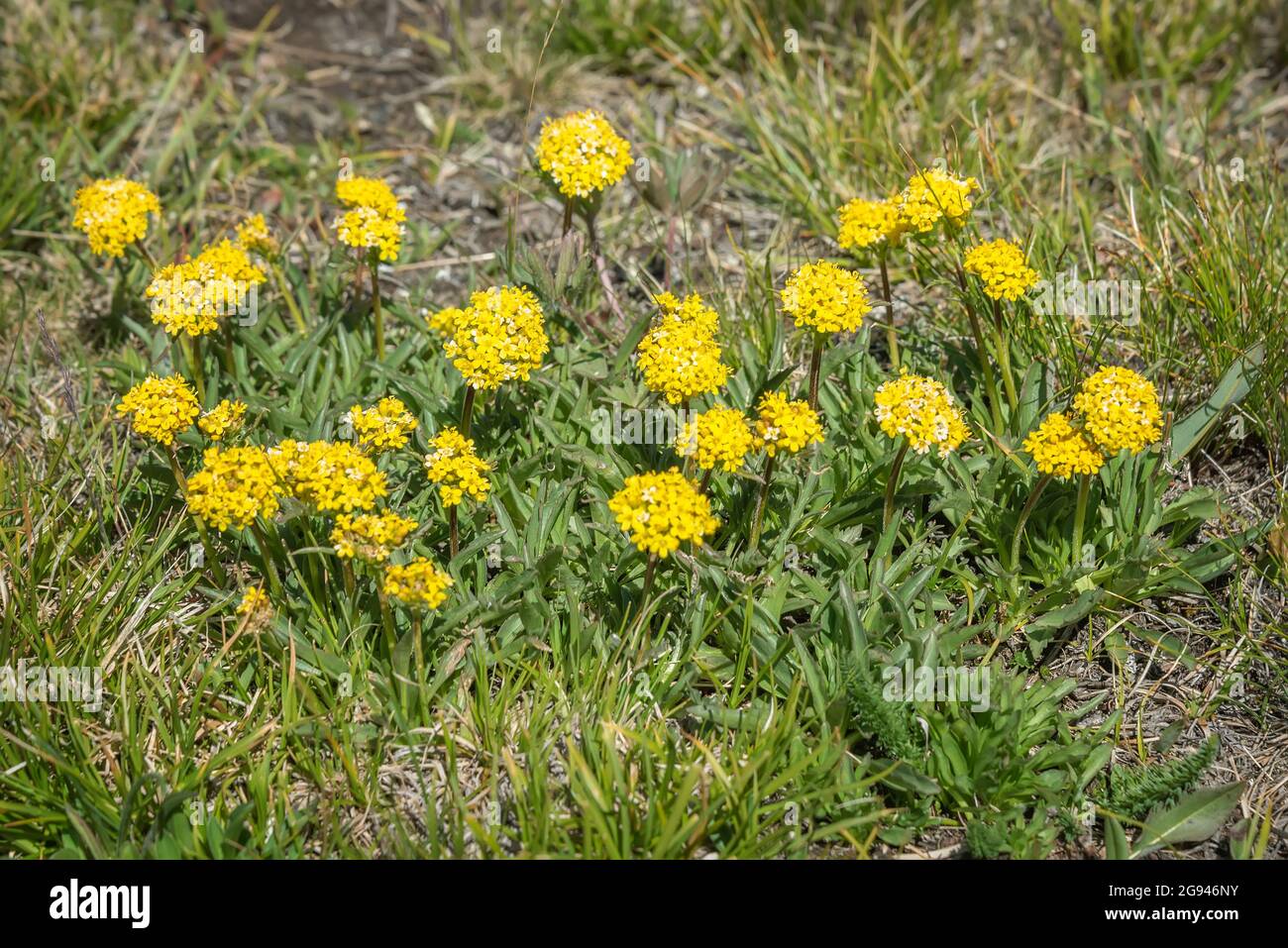 Patrinia sibirica hi-res stock photography and images - Alamy
