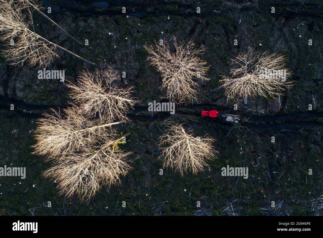 An aerial view of a clear-cut area after deforestation with a red ...