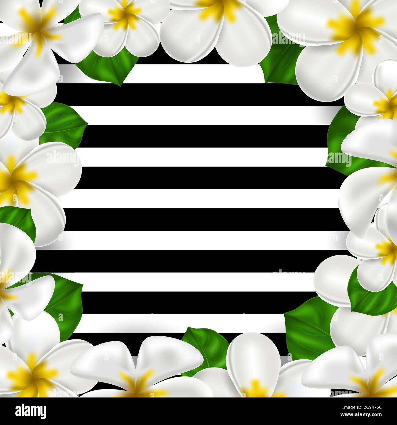 Vector realistic tropical hawaiian flower plumeria. White-yellow color ...