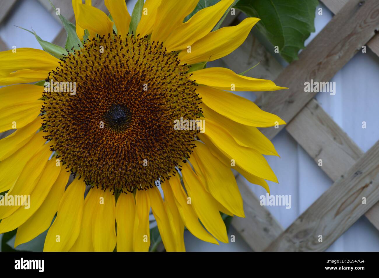 Sunflower in early bloom climbing up a trellis Stock Photo - Alamy