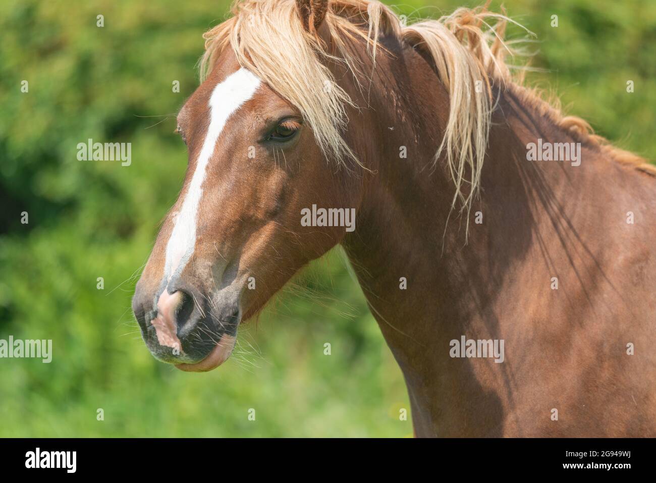 Welsh cob horse, stallion Stock Photo - Alamy